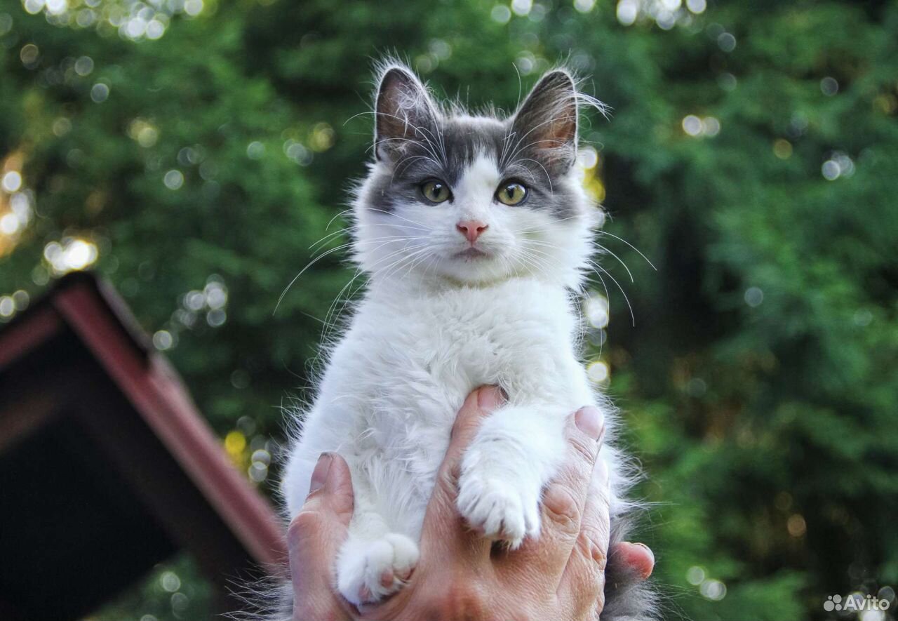 Котенок мальчик 3 мес