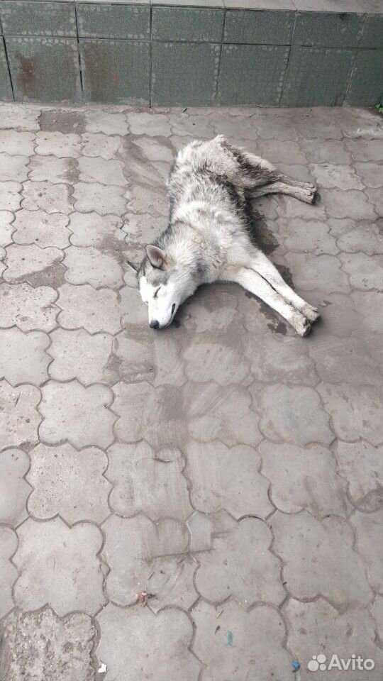 Собака