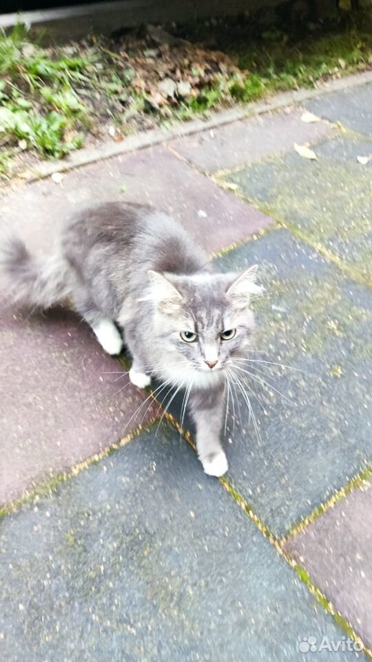 Кошечка погибает на улице