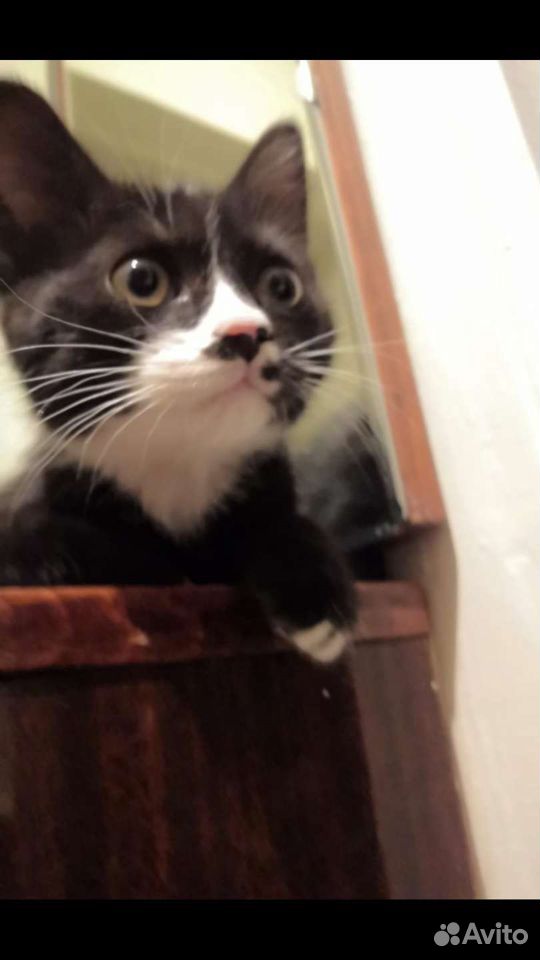 Кошка