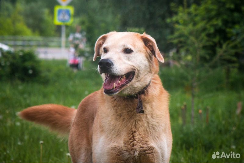Метис лабрадора Рэм в добрые руки
