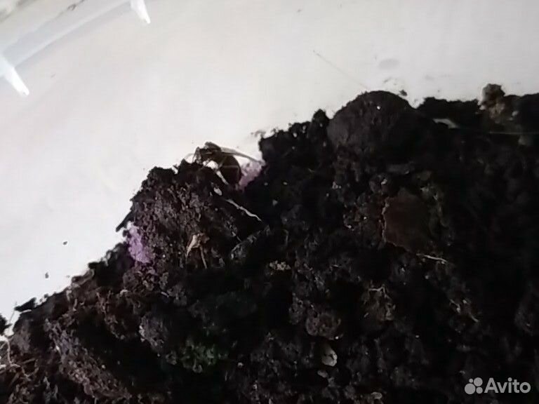 Матки муравьёв крылатые и нет чёрт знает какой вид