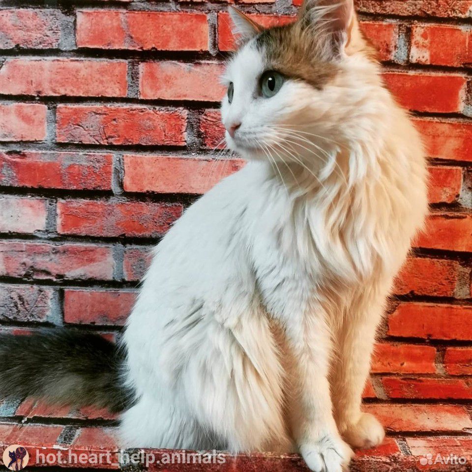 Кошечка Бьюти
