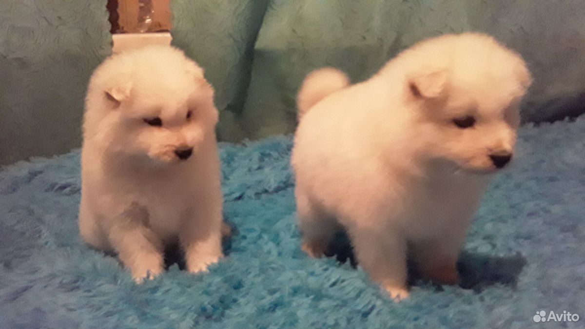 Самоедская лайка