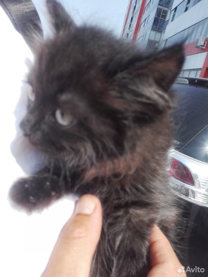 Котик пушистый 2 мес приучен