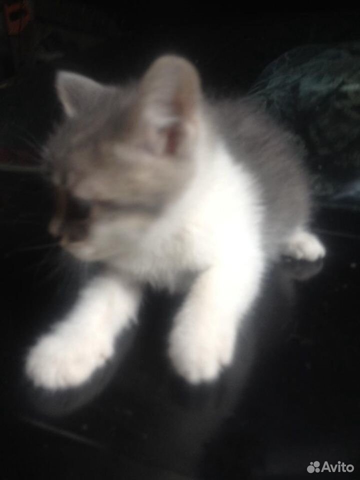 Кошка Британка, котята помесь, красивые, умные к т