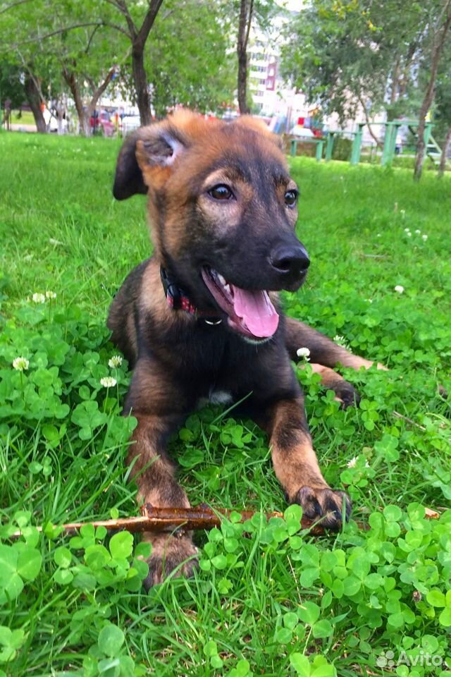 Руффи ищет дом