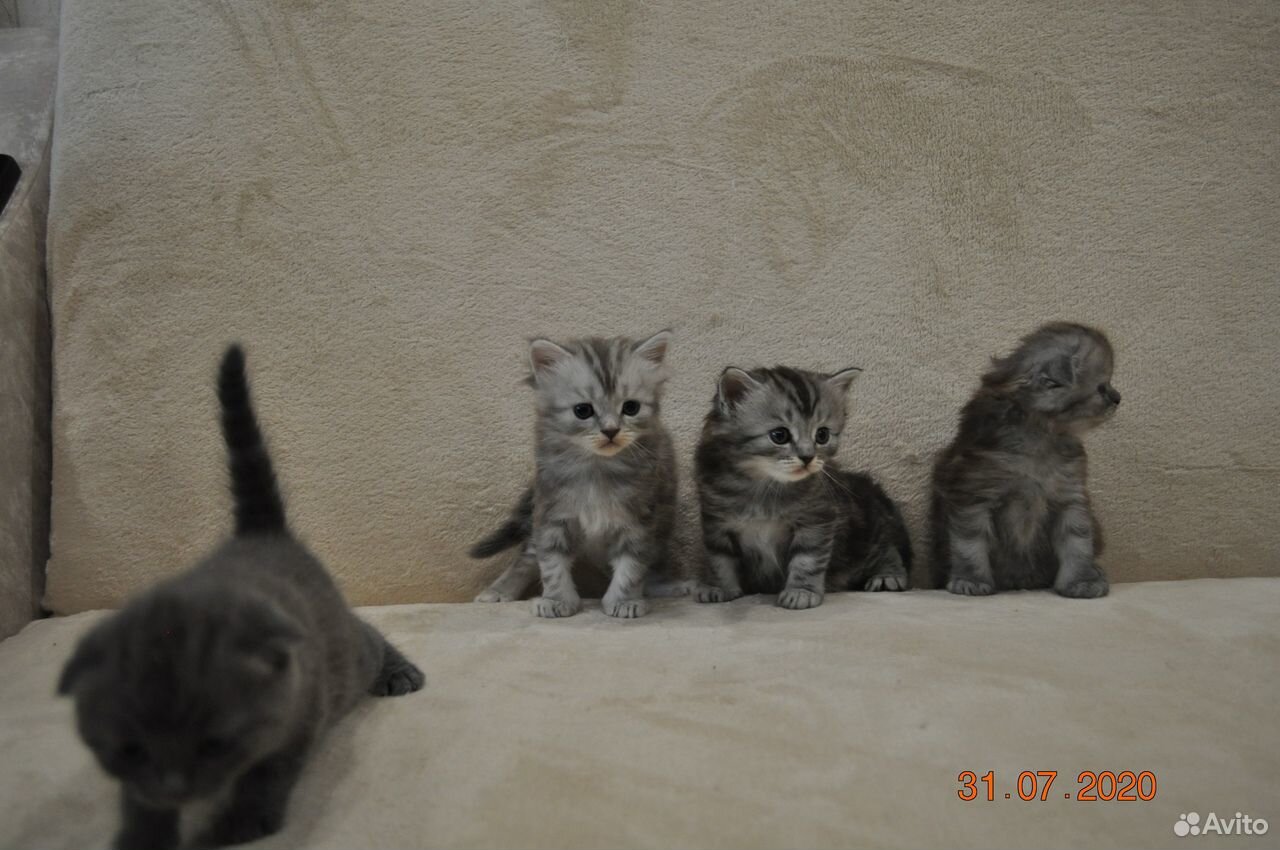 Продадим котят