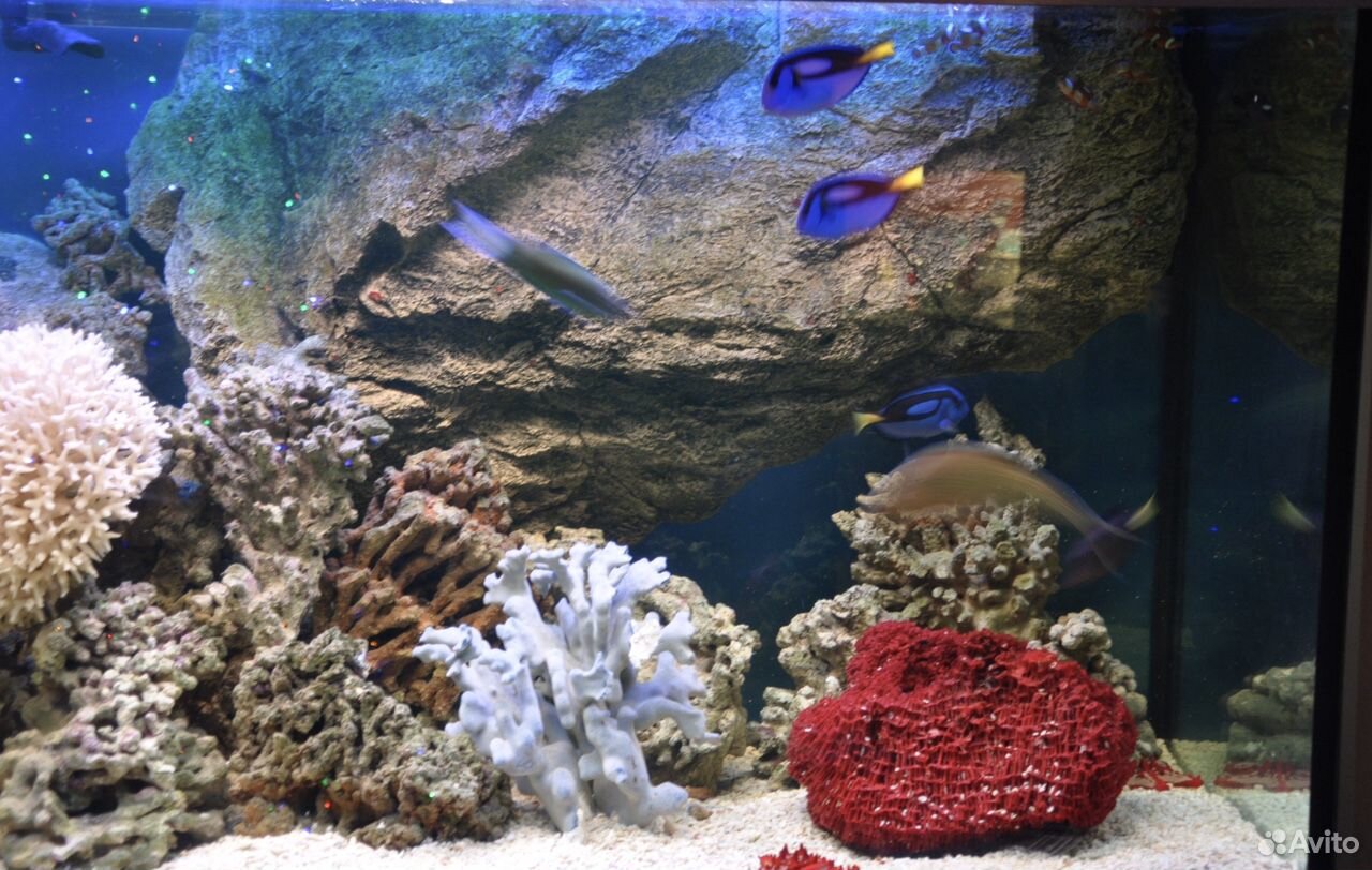 Морской аквариум 200 л с тумбой