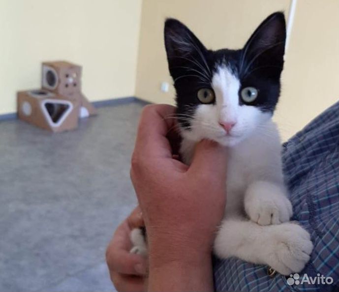 Очень нежный которебенок, безумно ласковый котенок