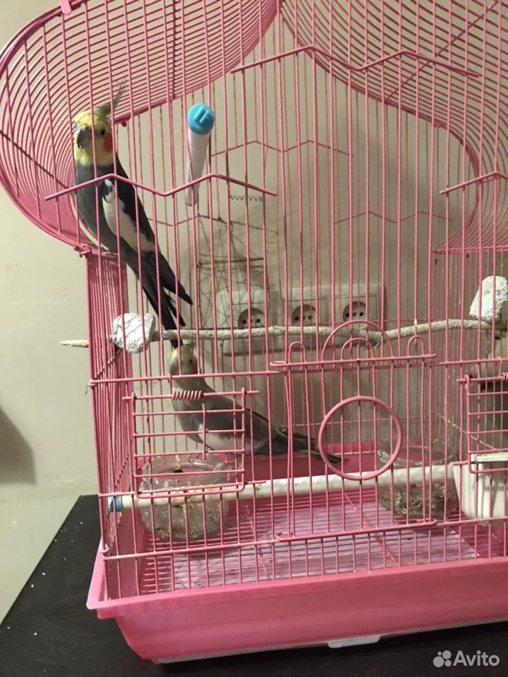 Попугаи Корелла