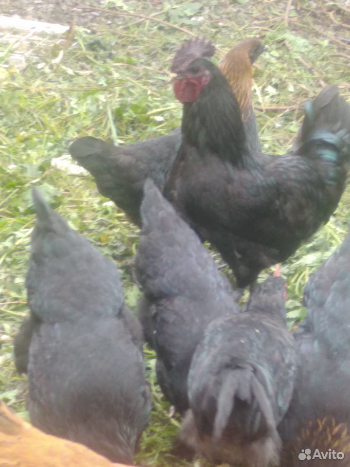 Петух Аям Цемани (Ayam Cemani)