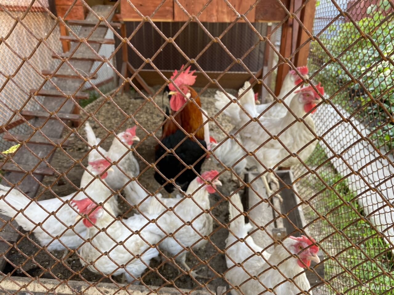 Куры Несушки