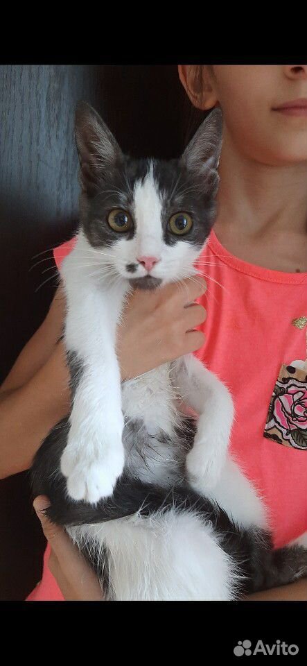 Очень симпатичная малышка ищет дом