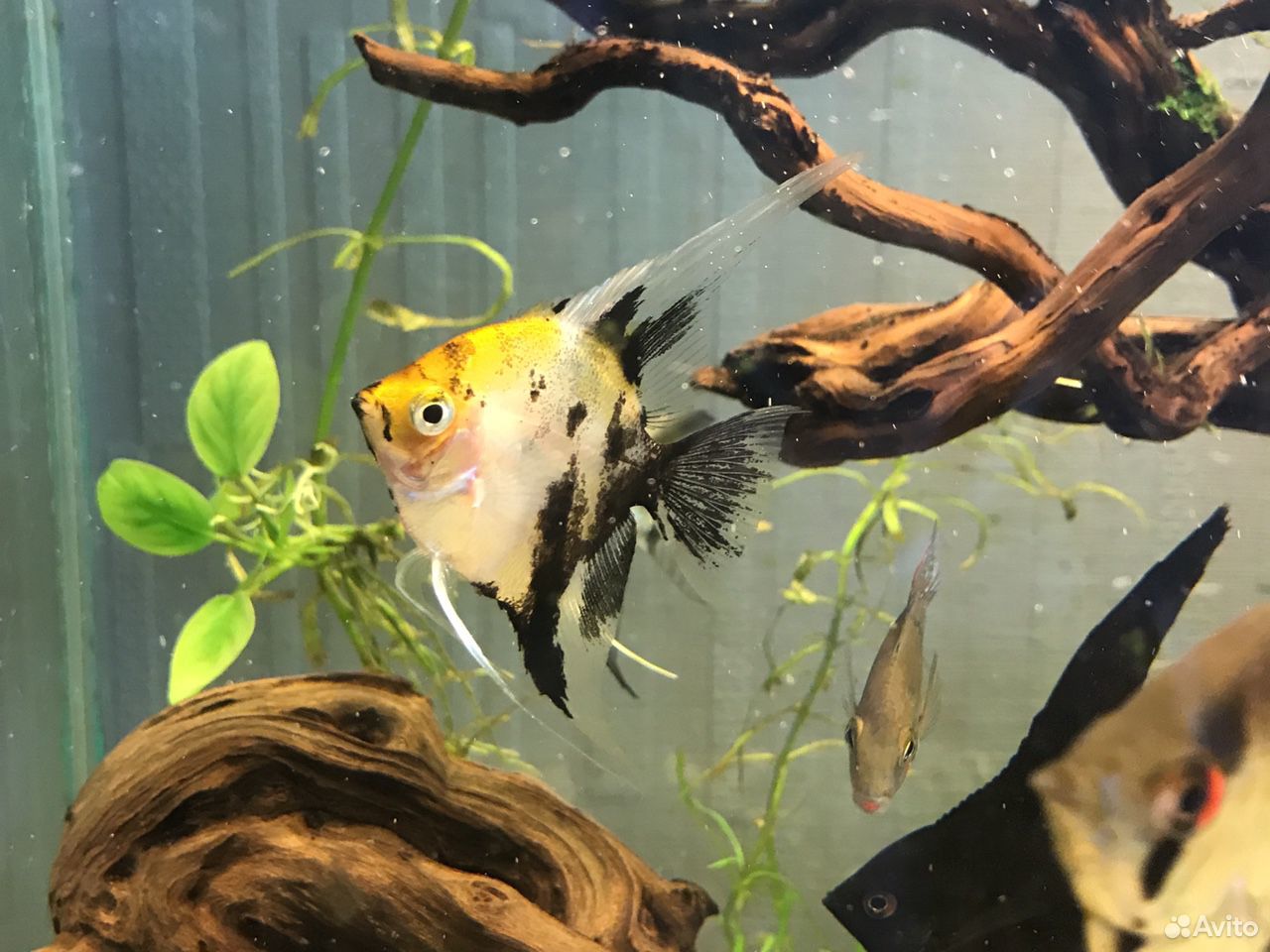 Аквариумные рыбки