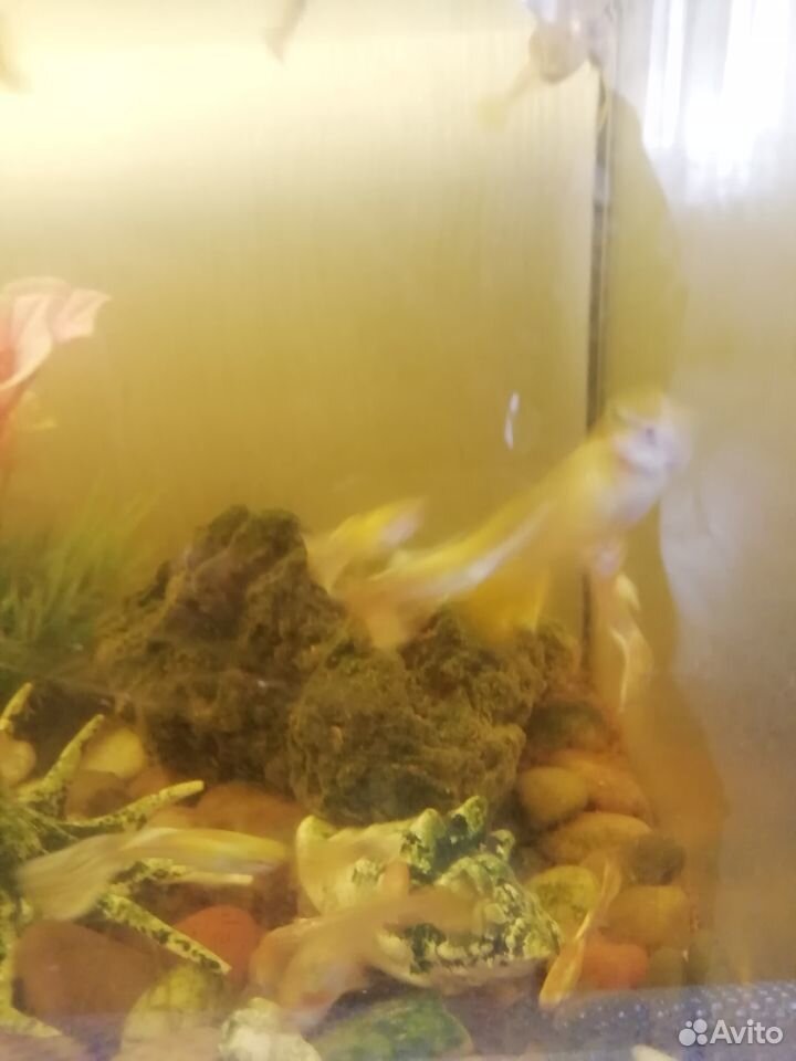 Гуппи самцы и самки, приучены к лотку