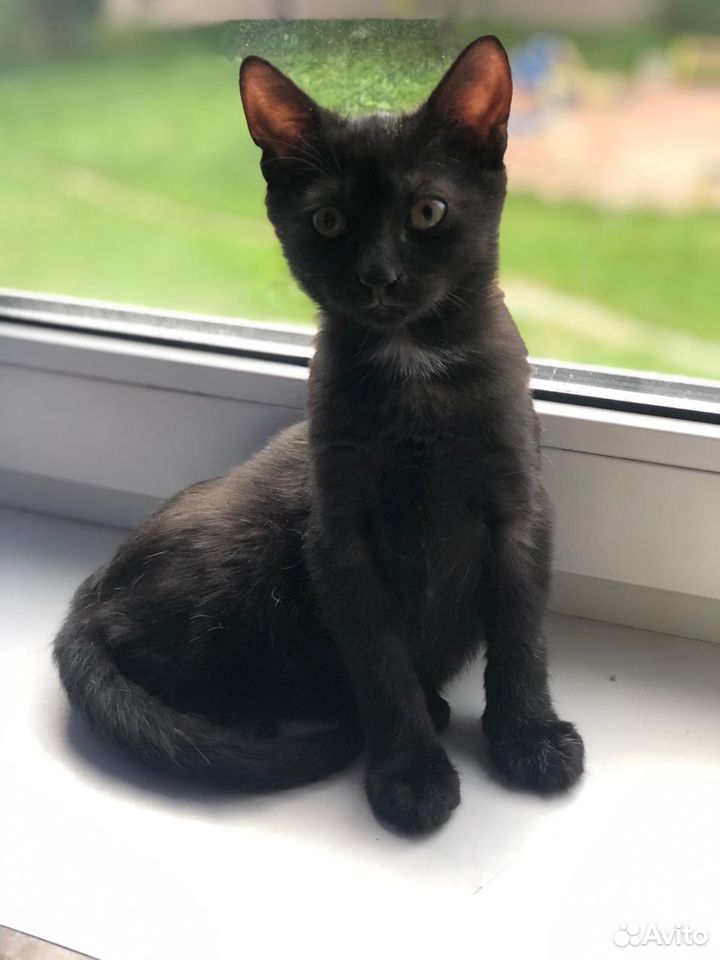 Черный принц с белым пятнышком в самые добрые ручк