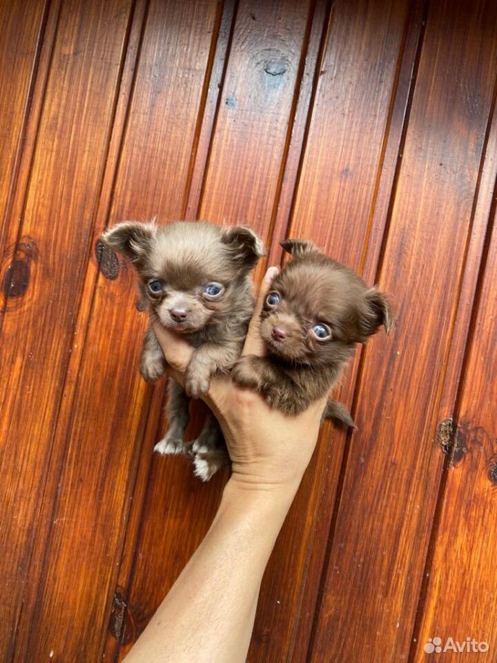 Чихуа микро Нафани