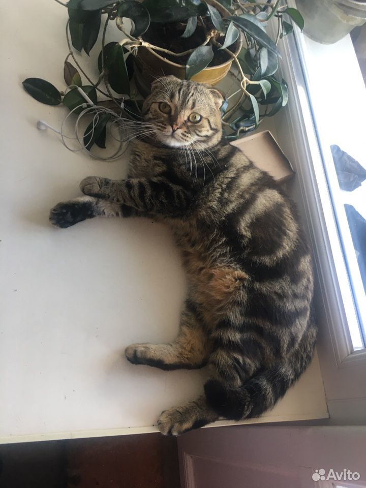 Кот для вязки