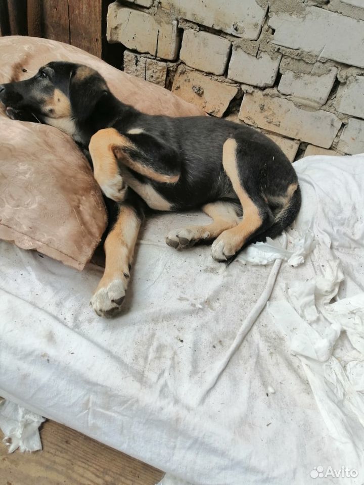 Ваша радость