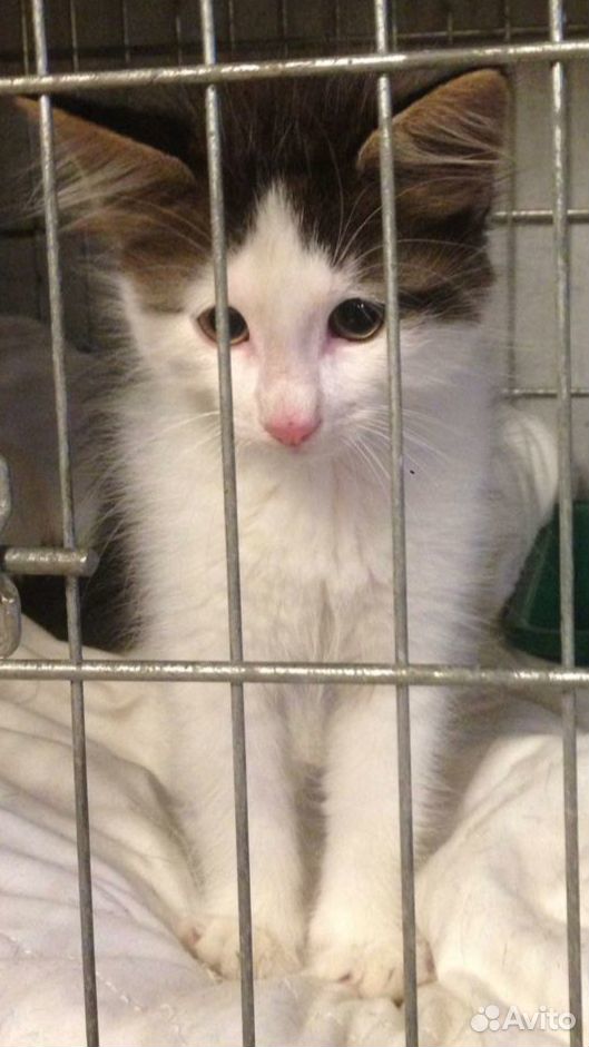 Котенок ищет семью
