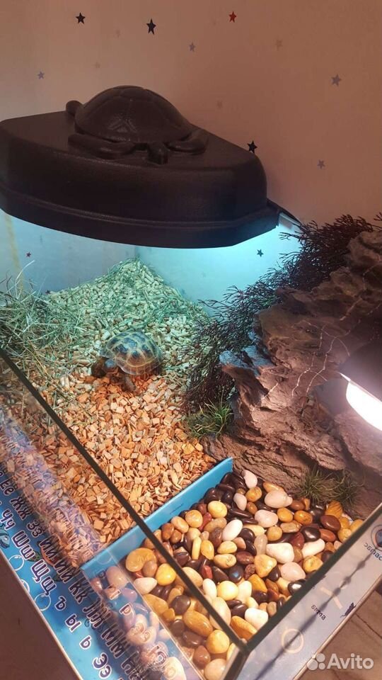 Продается среднеазиатская черепашка