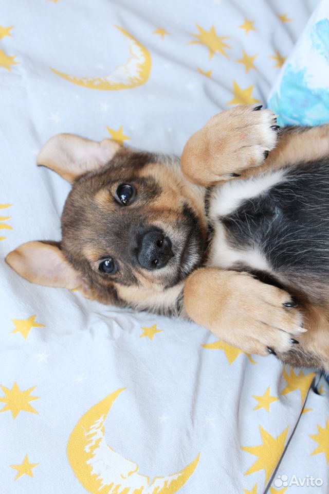 Зенок (девочка. 2 месяца) в дар, в добрые руки