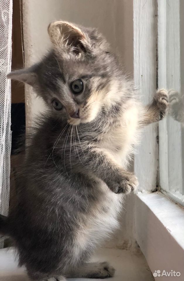 Ручная ласковая девочка Милочка 2 мес ищет дом