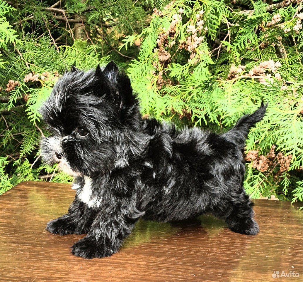 Черный йорк