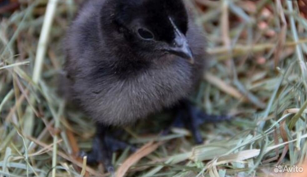 Цыплята Ухейилюй