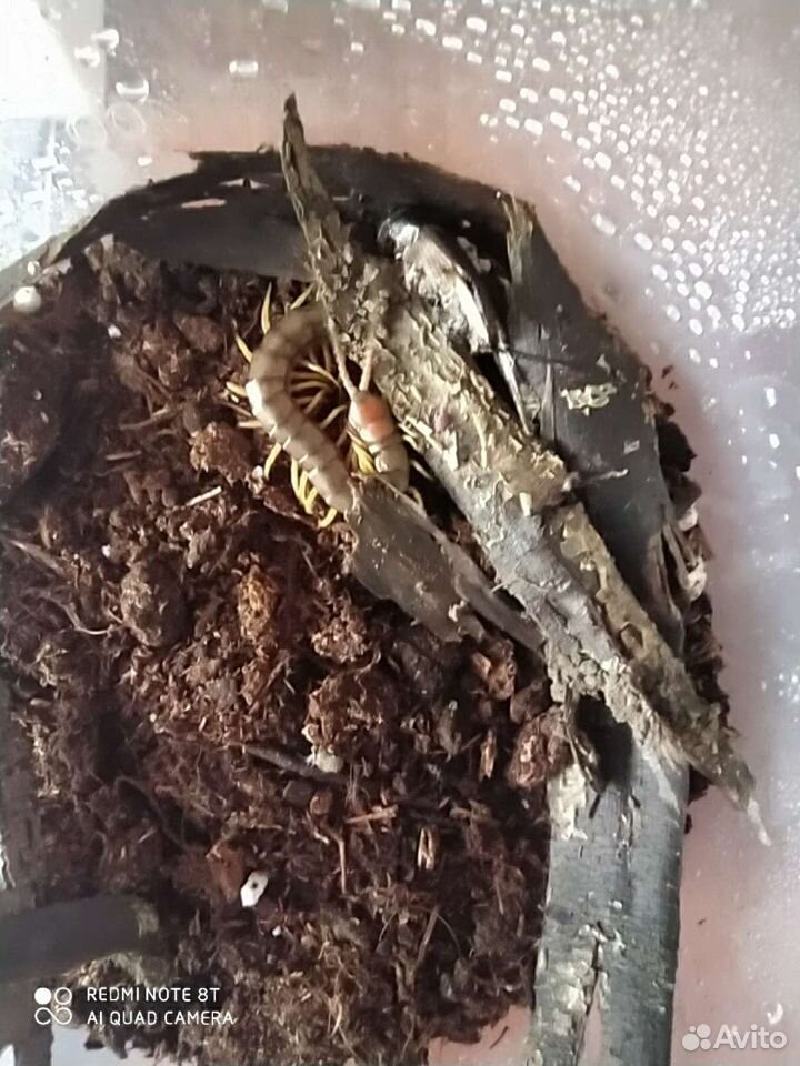 Кольчатая крымская сколопендра