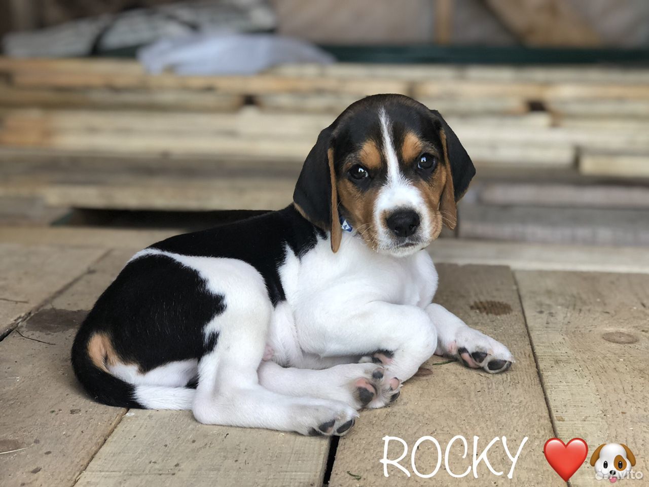 Щенок эстонской гончей (не бигль)