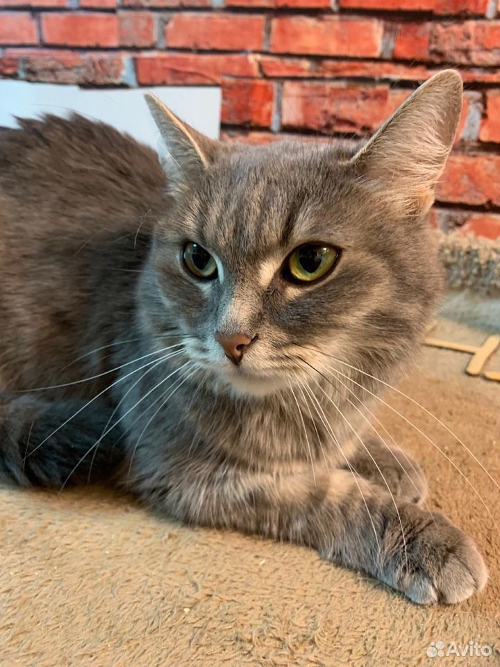 Кошка Шанти 1,5 года