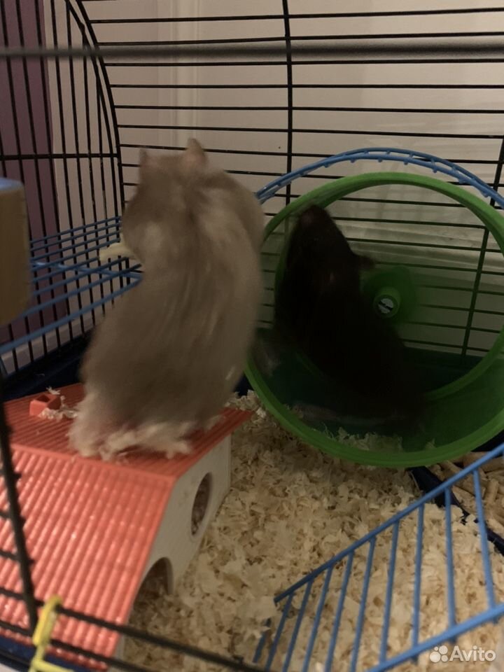 Сирийский хомяк