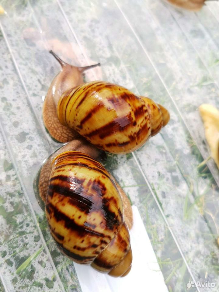 Архахатина маргината вар овум