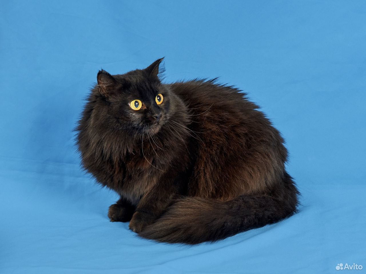 Черная Красотка в поиске хозяев