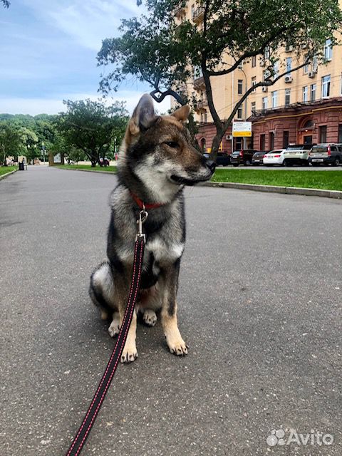 Сикоку (шикоку) взрослый щенок