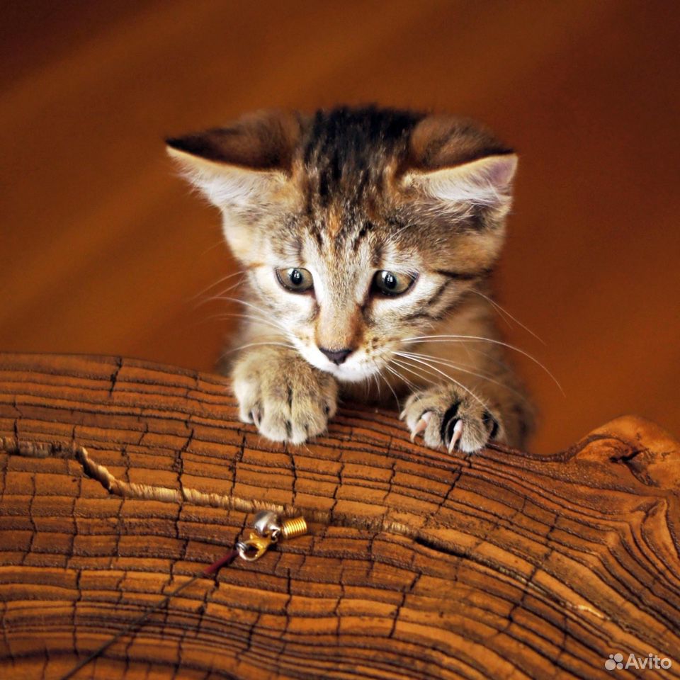 Котенок Лея - просто чудо