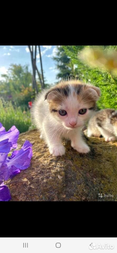 Отдам кота и кошечку