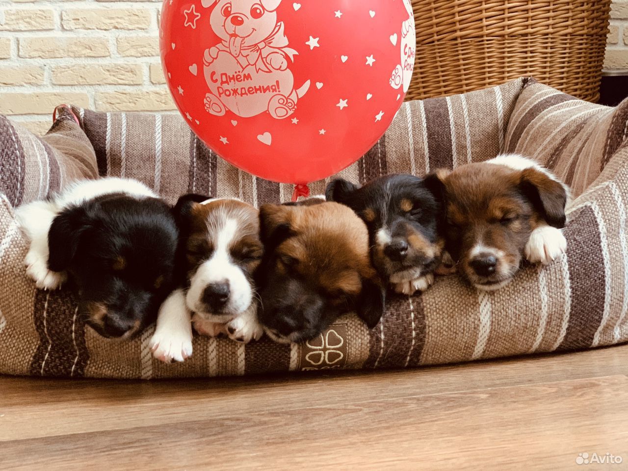 Фокстерьер гладкошерстный