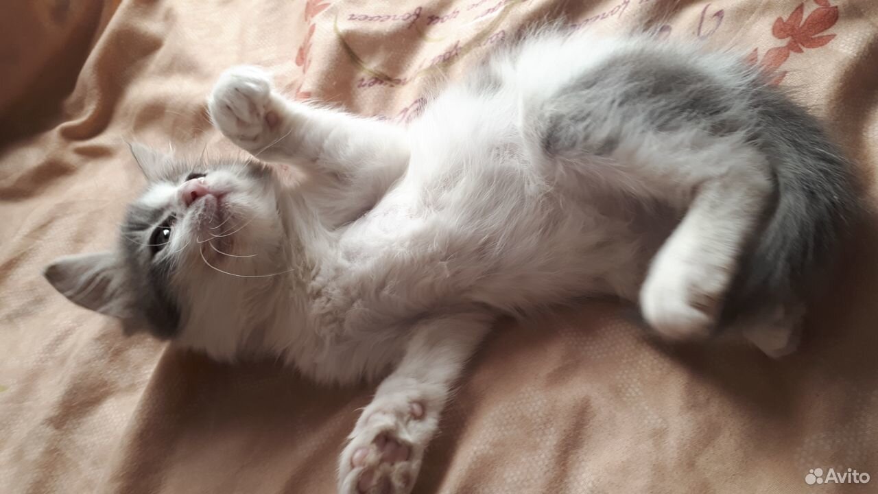 Кошечка 2,5 месяца