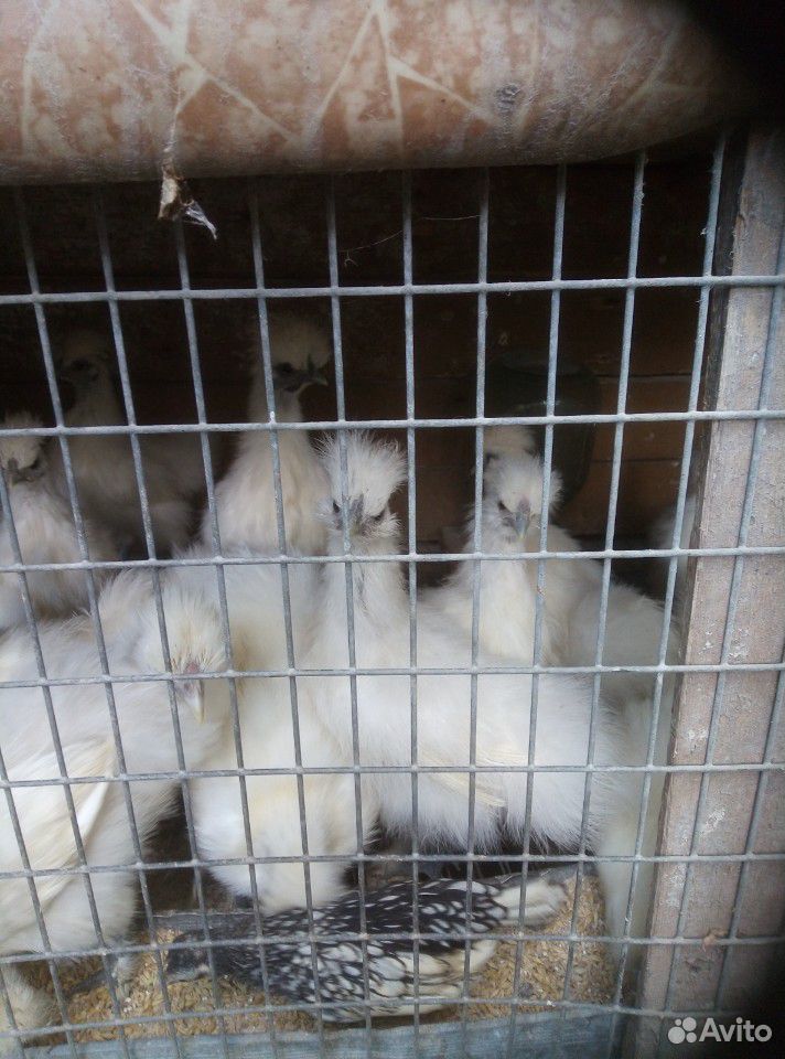 Китайские шелковые