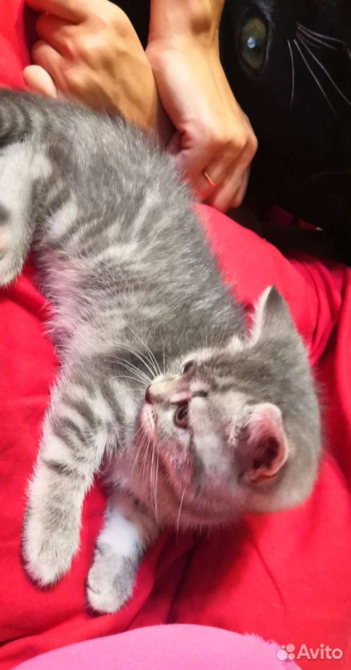 Котята британцы. Скотишфолд