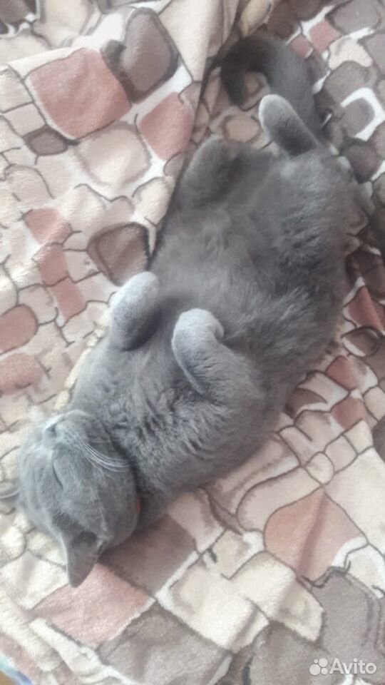 Продаются котята, кошка пародистая британская, кот