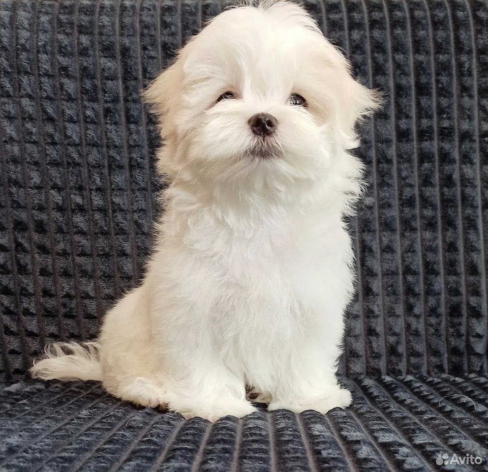 Самый обаятельный и привлекательный малыш