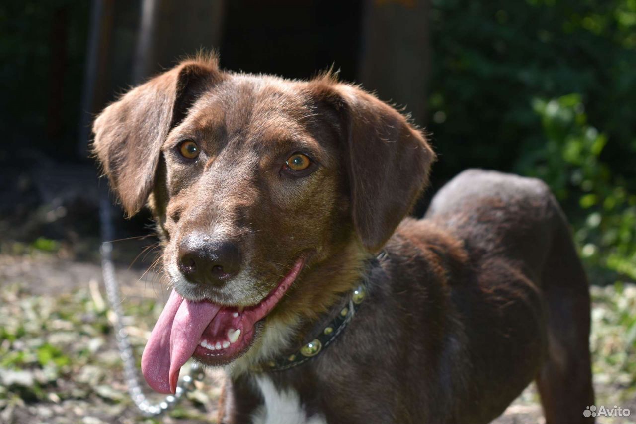 Собака Шера 2 года