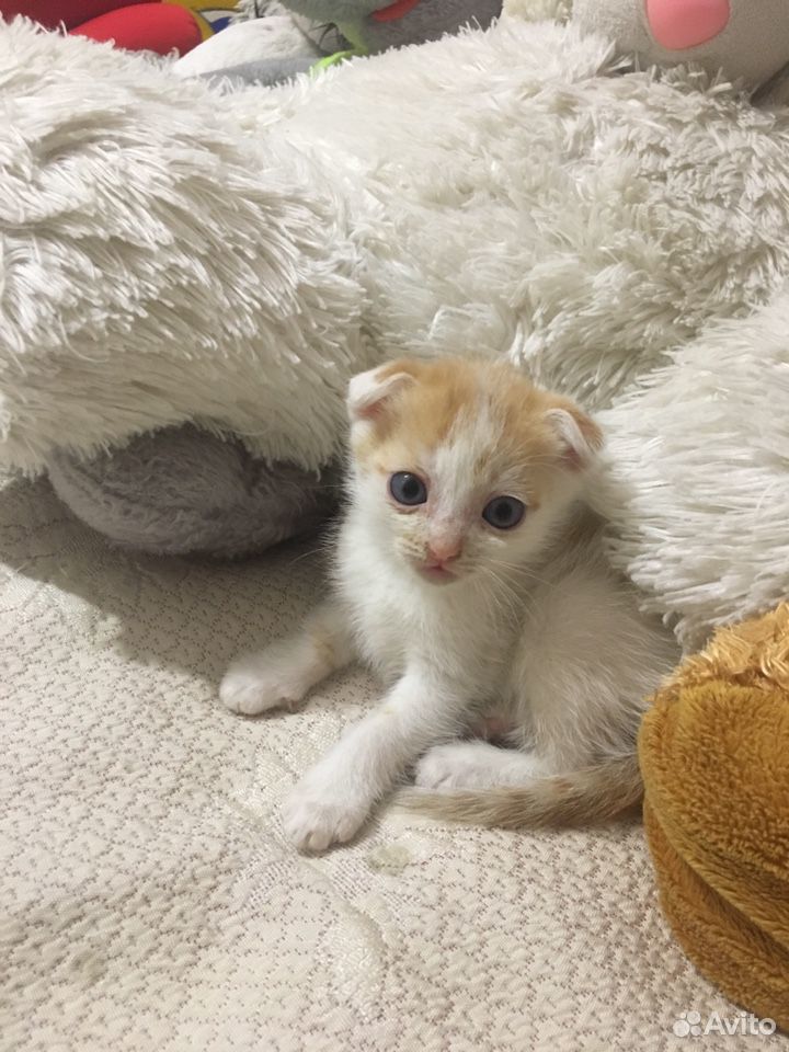 Рыжий вислоухий мальчик
