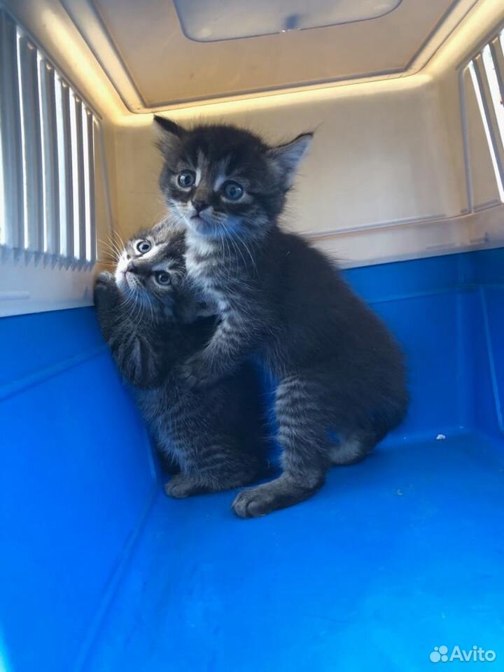 Котята ищут дом