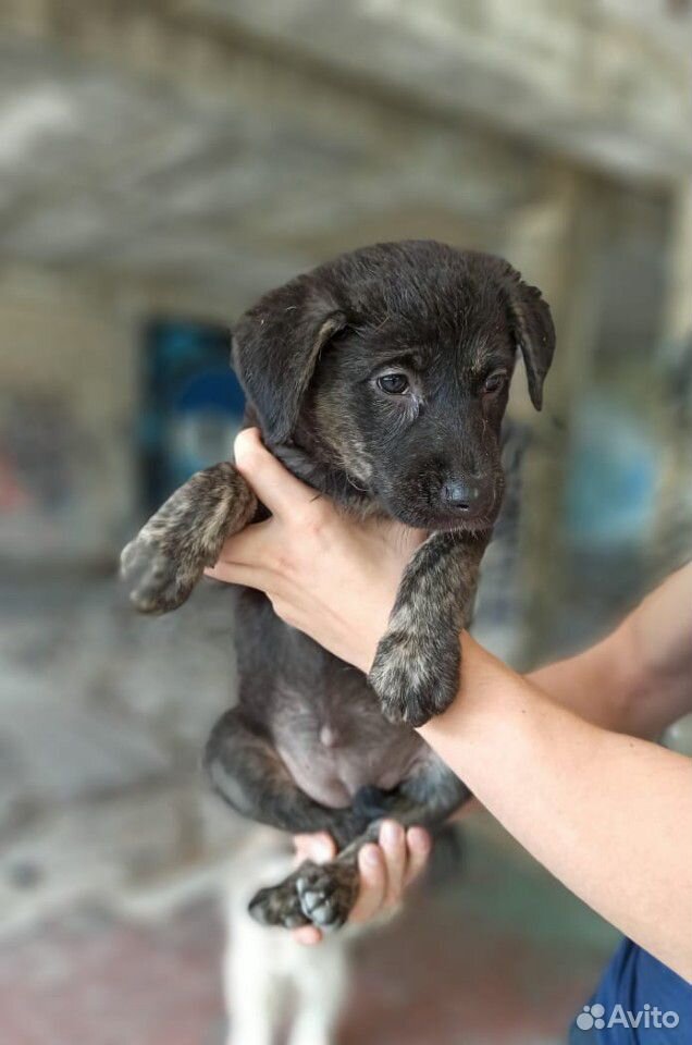 Щенки, мальчик и девочка. Будут средними