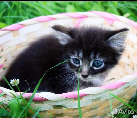 Трогательный малыш Грей ищет дом